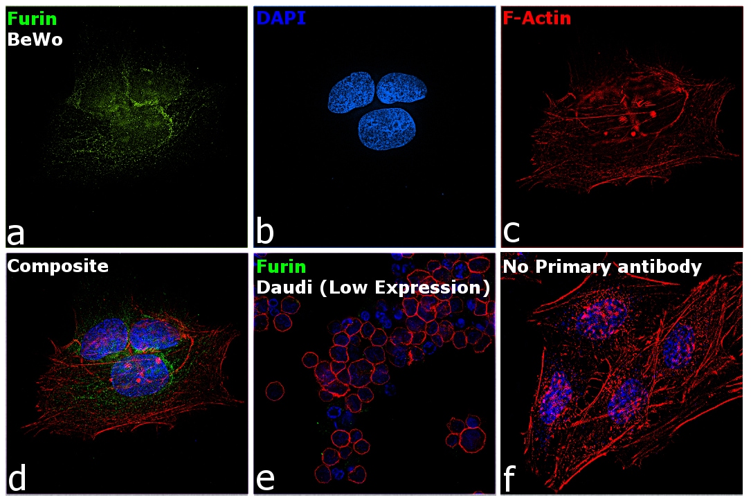 Furin Antibody (PA1-062)