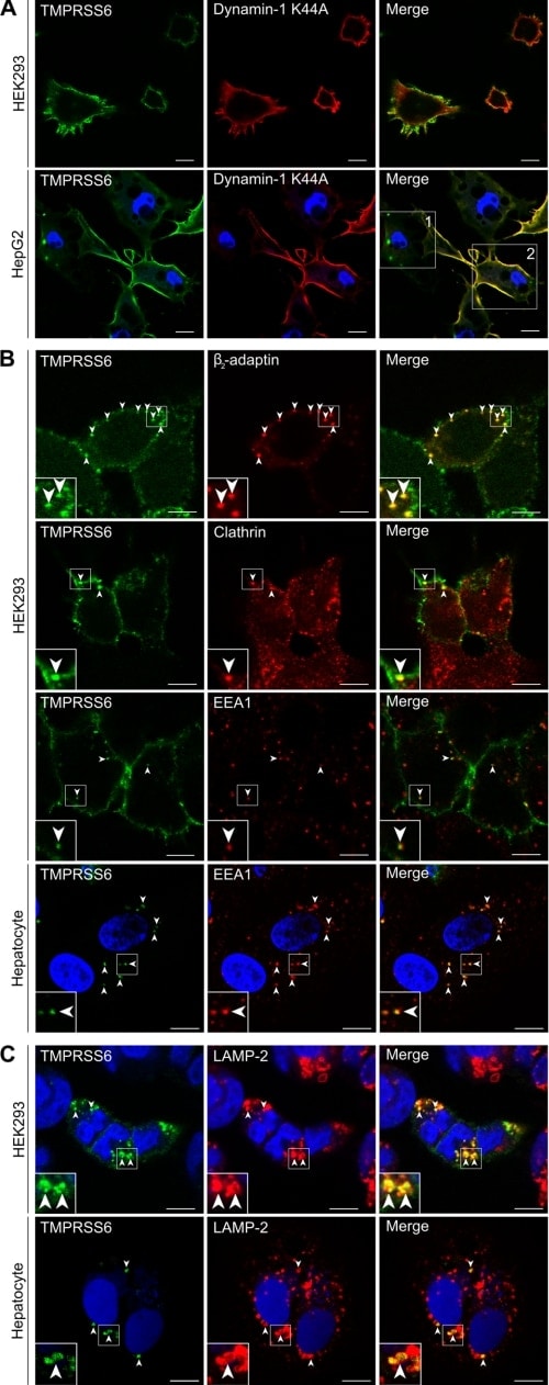 EEA1 Antibody (PA1-063A)