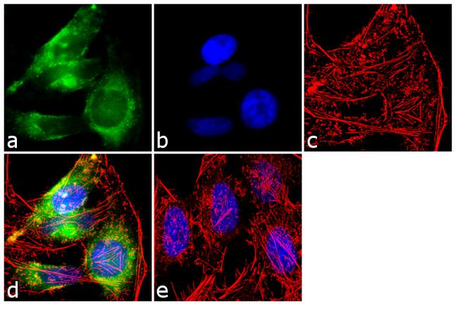 Anti-EEA1 Antibodies | Invitrogen