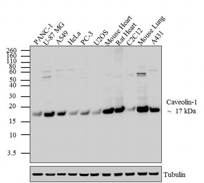 Caveolin 1 Antibody (PA1-064)