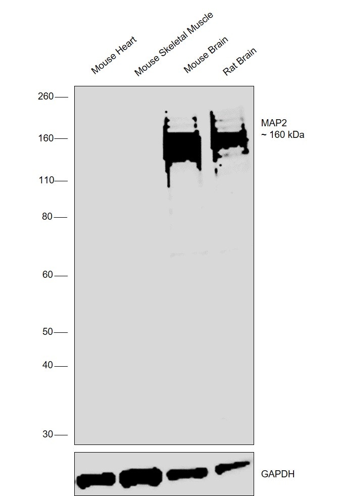 MAP2 Antibody (PA1-10005)