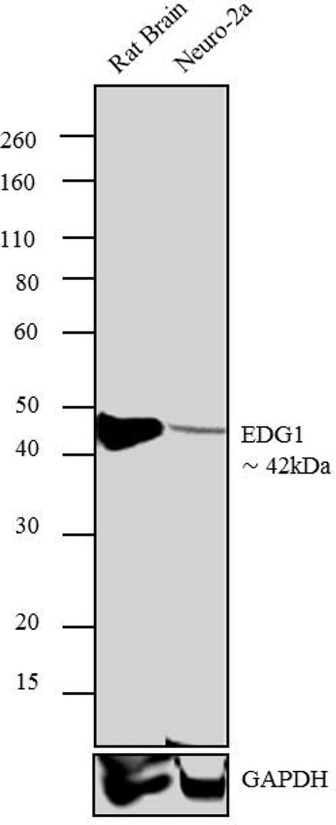 S1P1 Antibody (PA1-1040)
