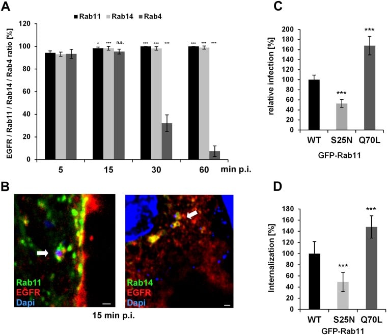 EGFR Antibody (PA1-1110)