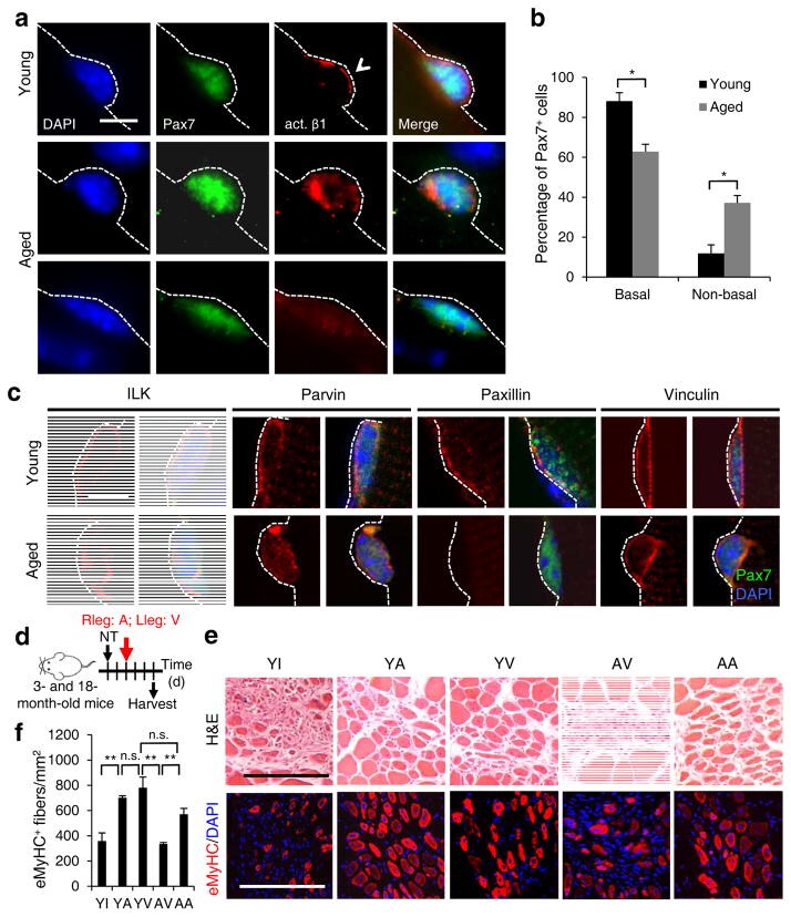PAX7 Antibody (PA1-117)