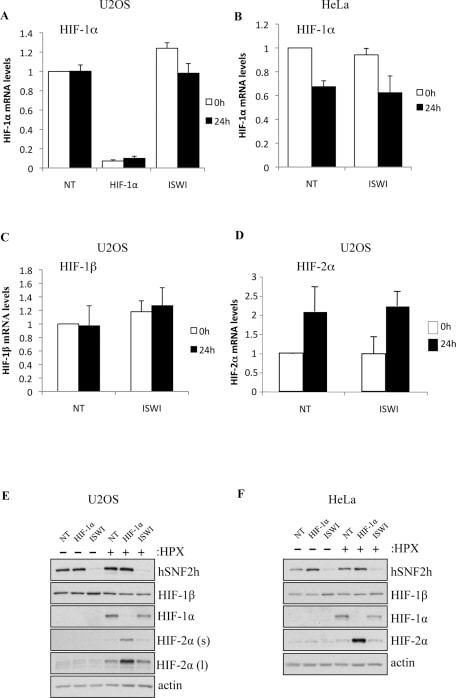 HIF-2 alpha Antibody (PA1-16510)