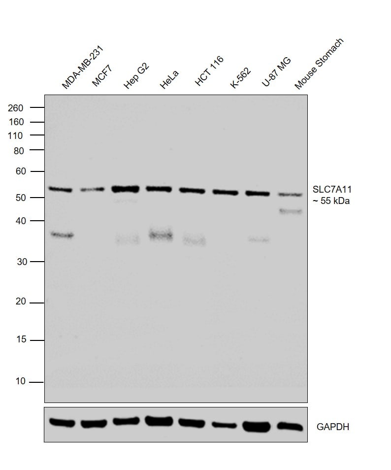 SLC7A11 Antibody (PA1-16775)