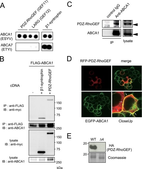 ABCA1 Antibody (PA1-16789)