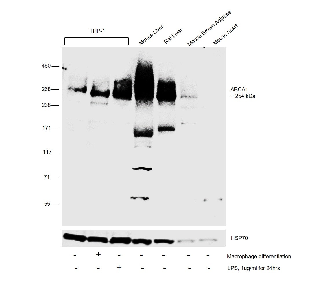 ABCA1 Antibody (PA1-16789)