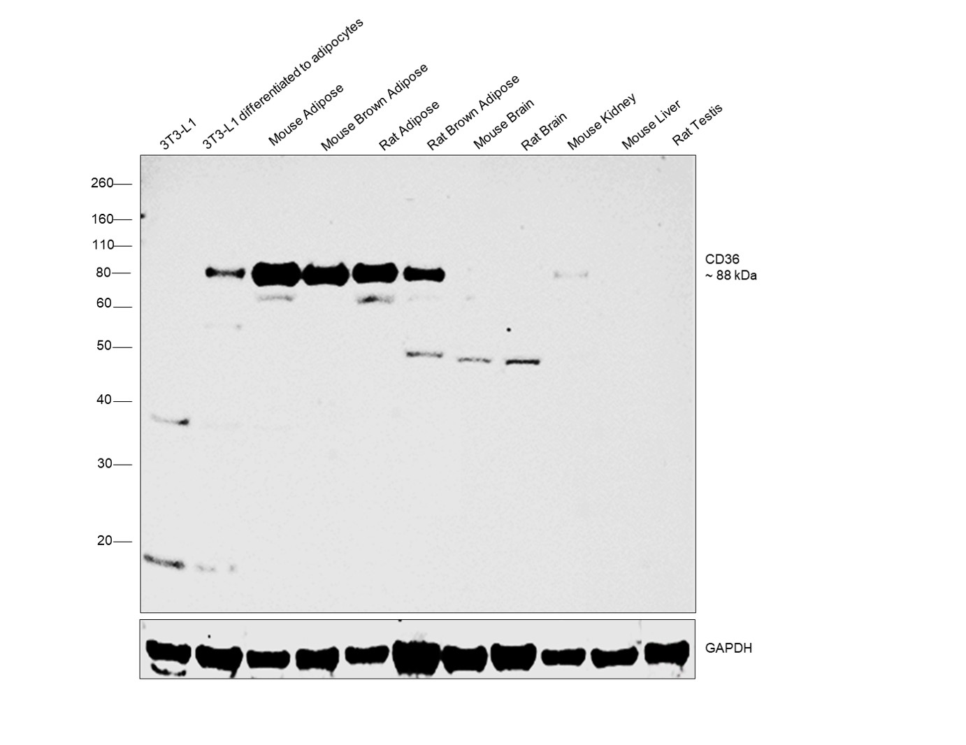 CD36 Antibody (PA1-16813)