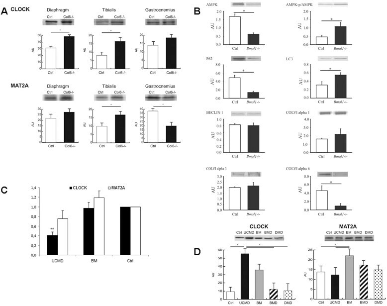LC3B Antibody (PA1-16930)