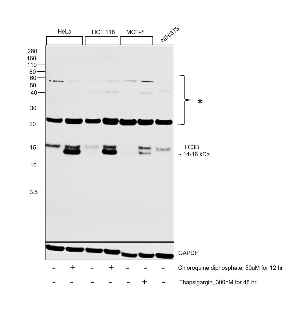 LC3B Antibody (PA1-16930)