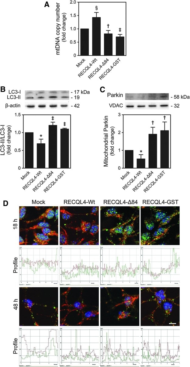 LC3A/LC3B Antibody (PA1-16931)