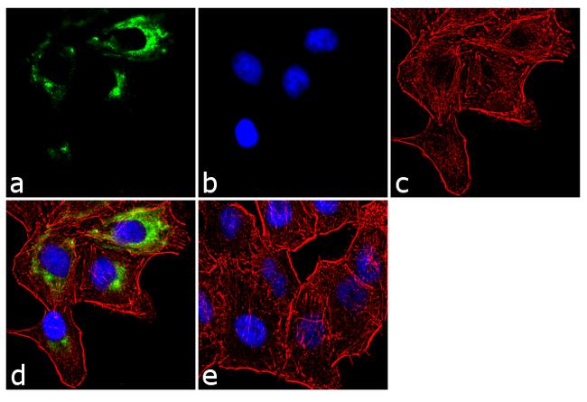 APH1 Antibody (PA1-2010)