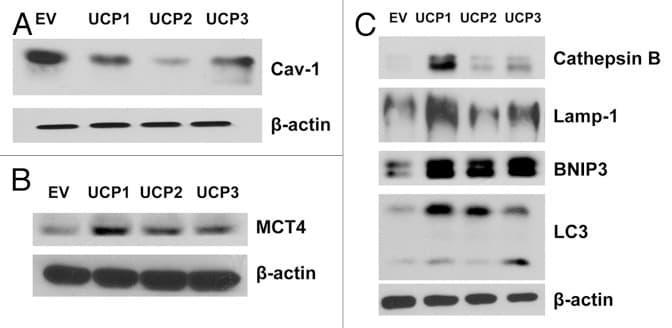 UCP3 Antibody (PA1-24895)