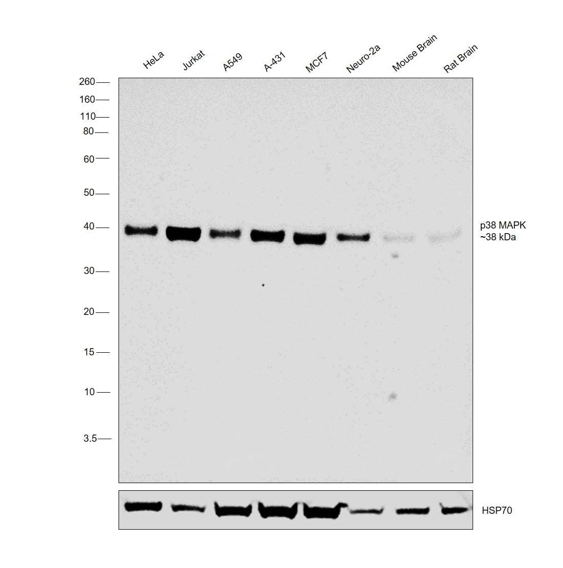 p38 MAPK Antibody (PA1-30391)