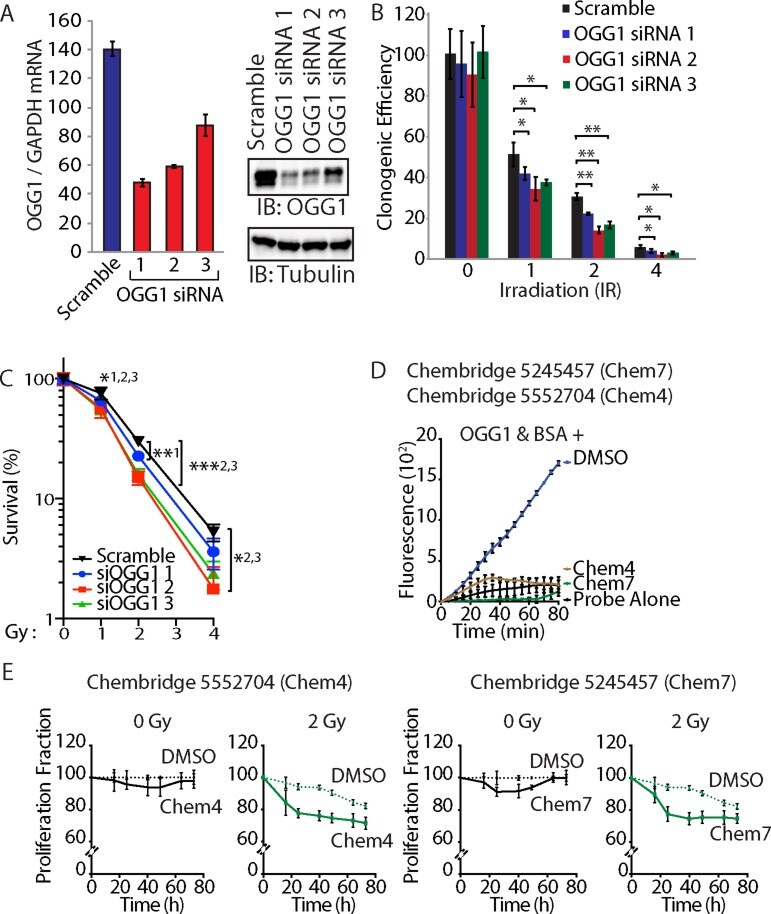 OGG1 Antibody (PA1-31402)