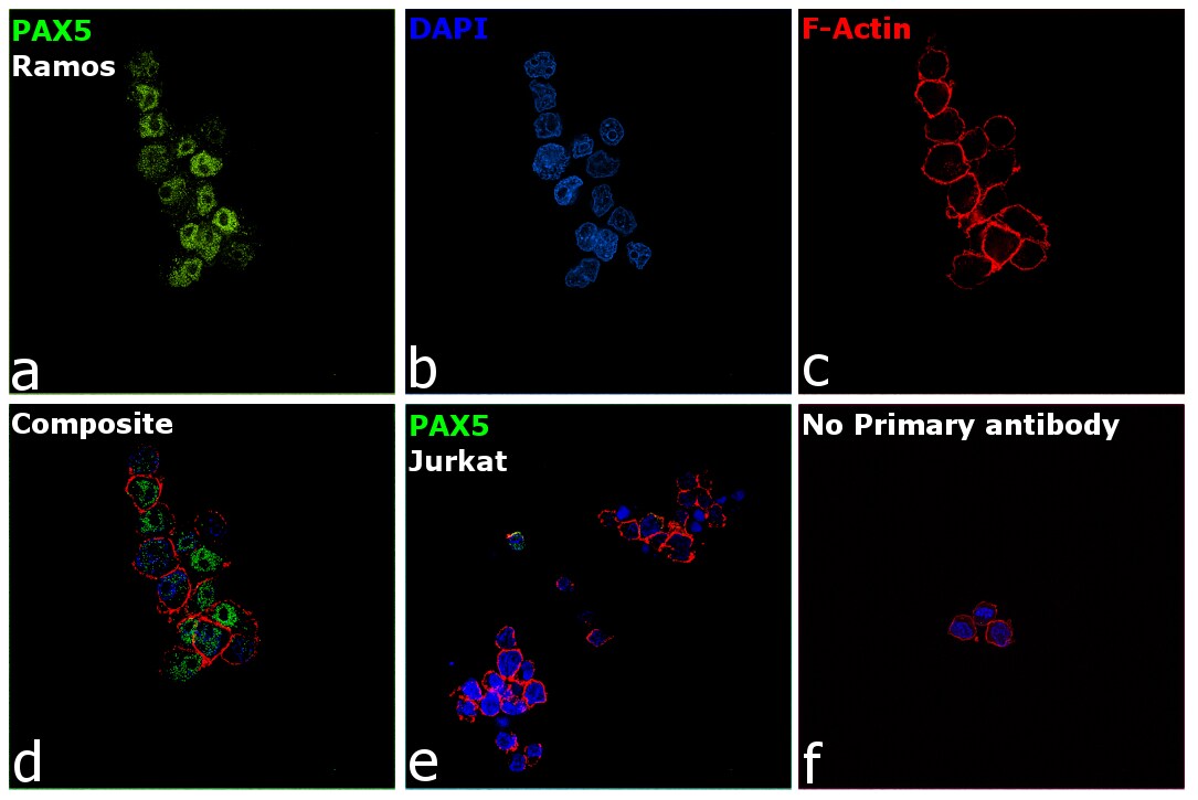 PAX5 Antibody (PA1-38418)