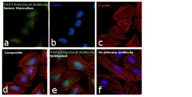 YAP1 Antibody (PA1-46189)