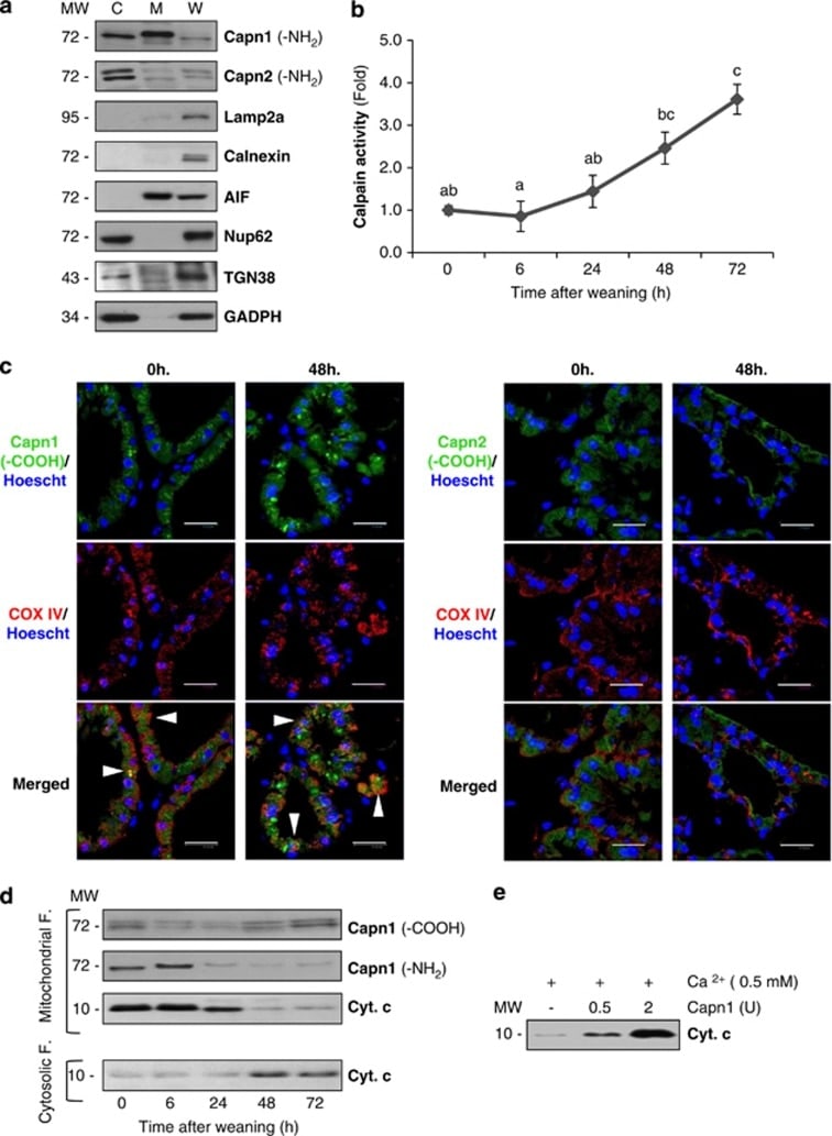 LAMP2 Antibody (PA1-655)
