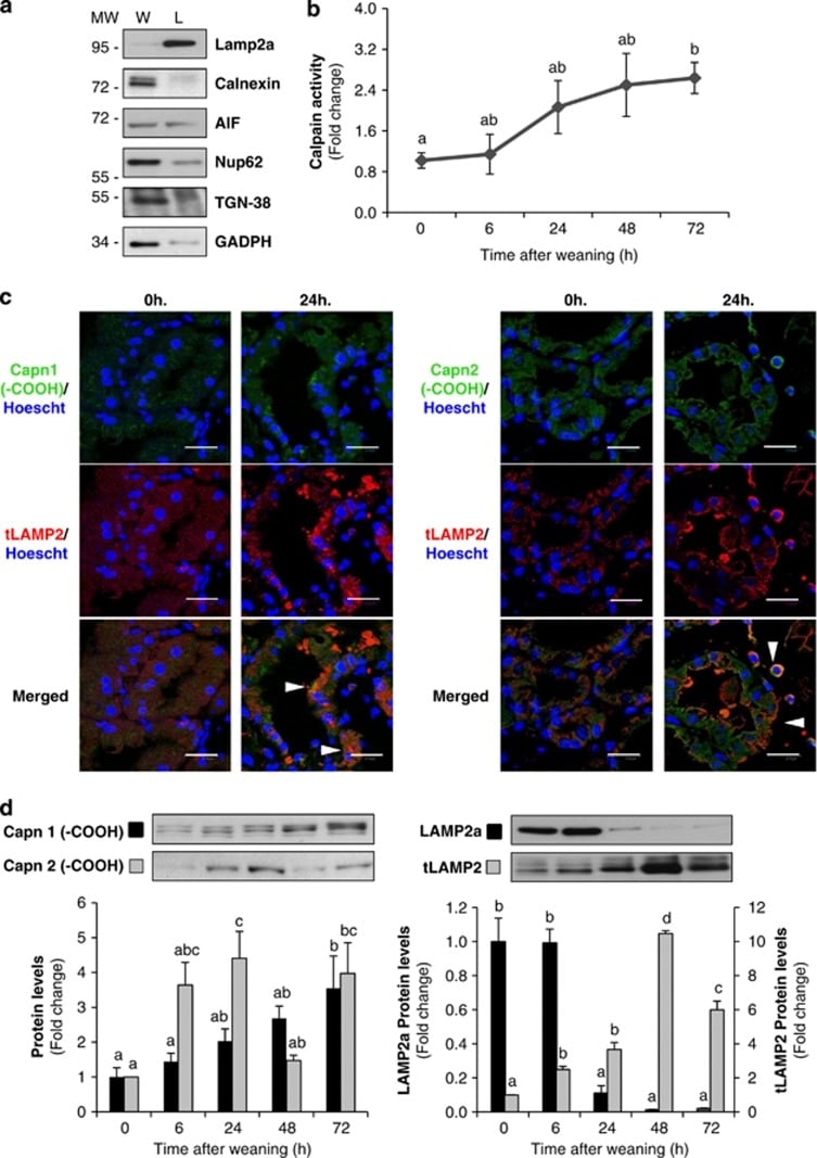 LAMP2 Antibody (PA1-655)