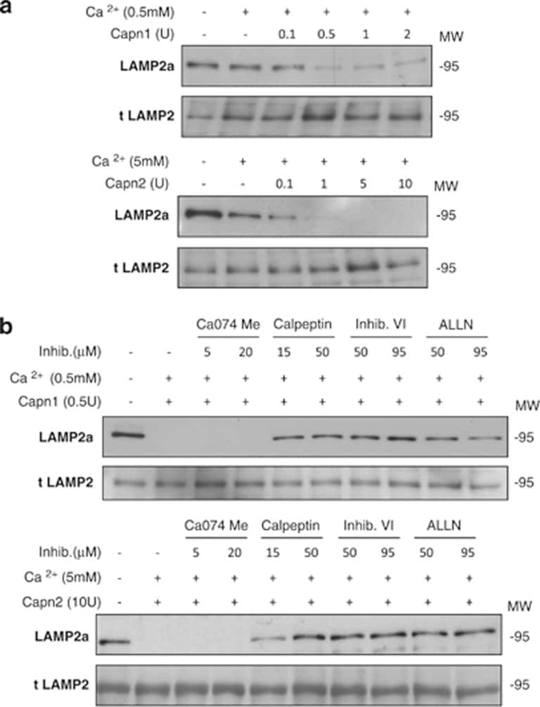 LAMP2 Antibody (PA1-655)