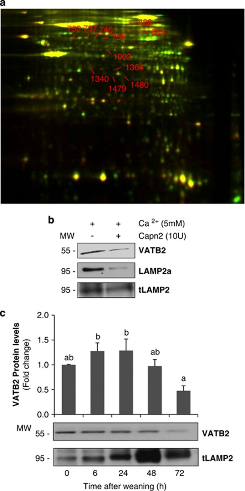 LAMP2 Antibody (PA1-655)