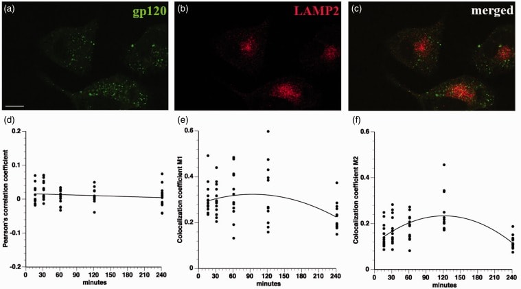 LAMP2 Antibody (PA1-655)