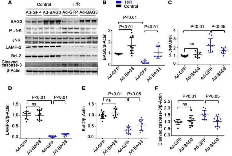 LAMP2 Antibody (PA1-655)