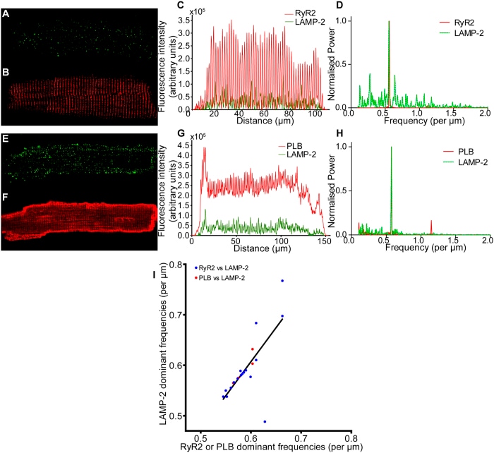 LAMP2 Antibody (PA1-655)