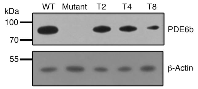 PDE6B Antibody (PA1-722)