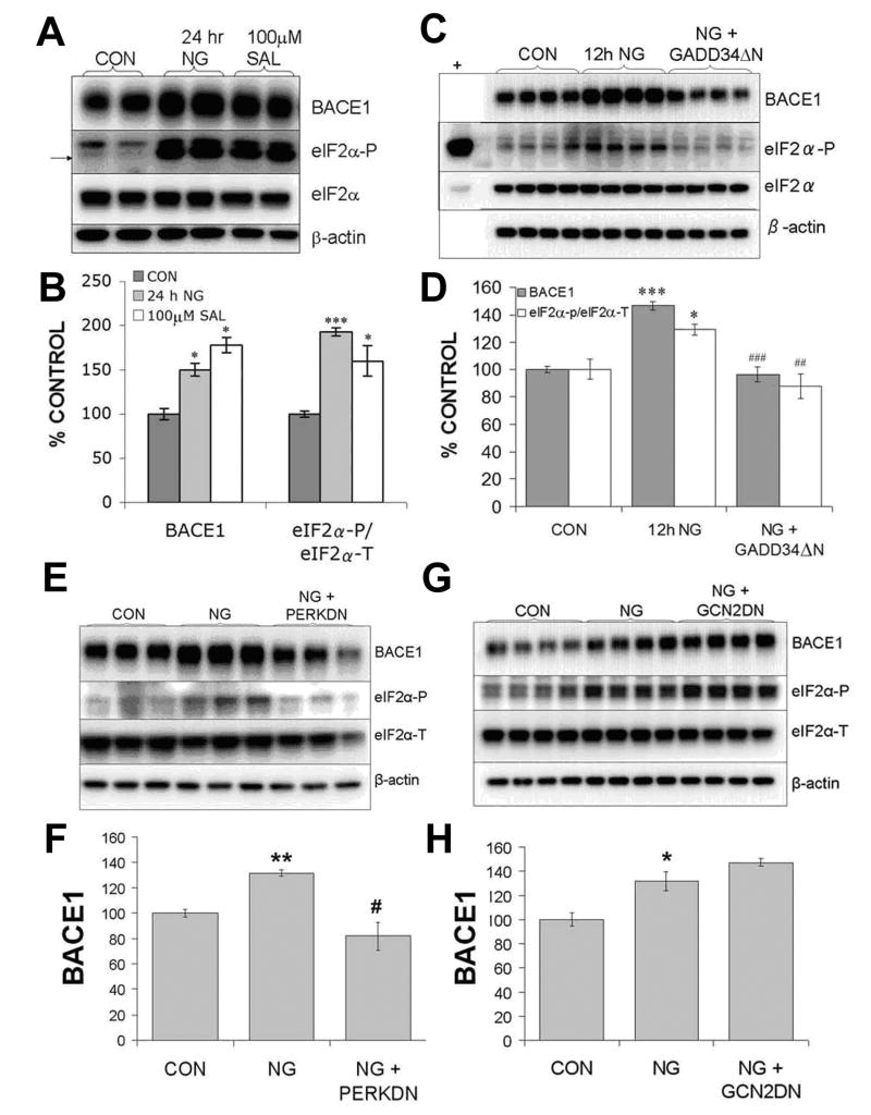 BACE1 Antibody (PA1-757)