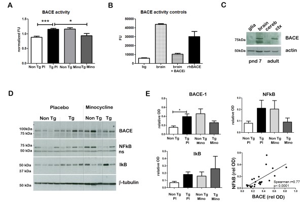 BACE1 Antibody (PA1-757)