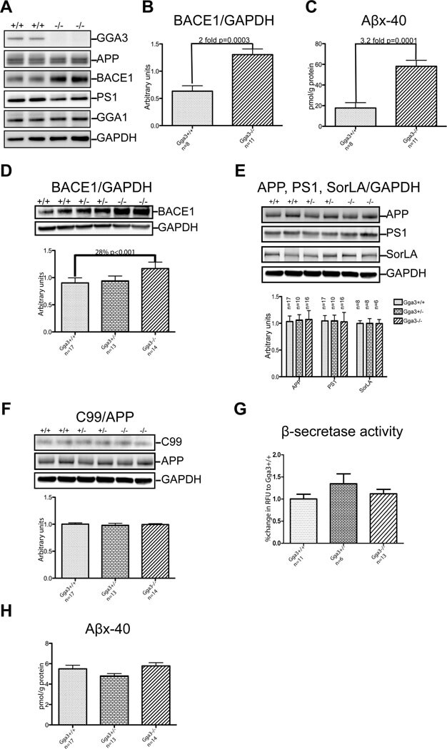 BACE1 Antibody (PA1-757)