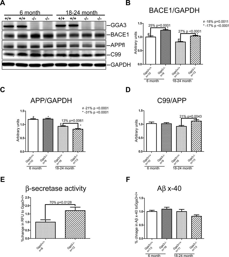 BACE1 Antibody (PA1-757)