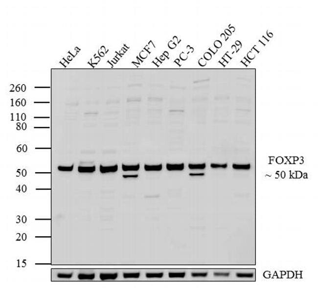 FOXP3 Antibody (PA1-806)