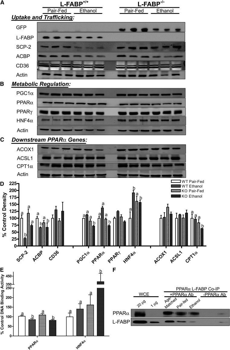 PPAR alpha Antibody (PA1-822A)