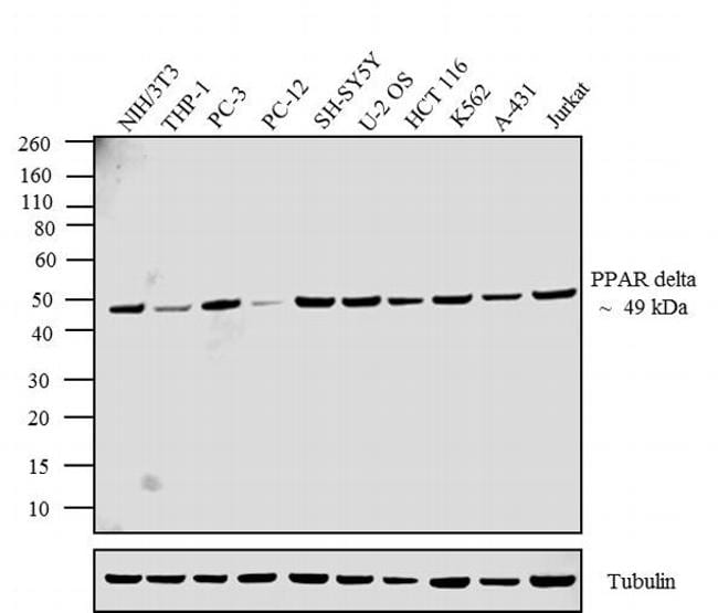 PPAR delta Antibody (PA1-823A)