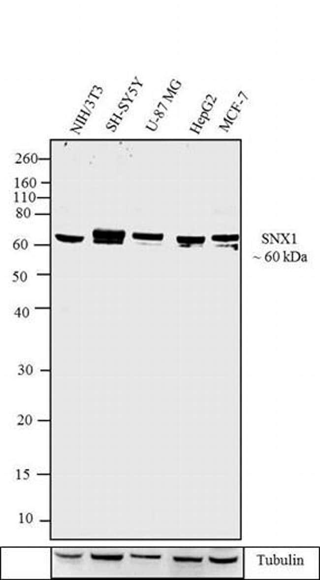 SNX1 Antibody (PA1-836)