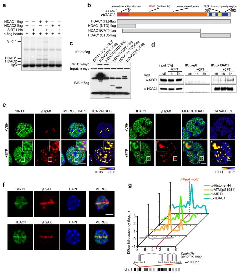 c-Myc Antibody (MA1-980)