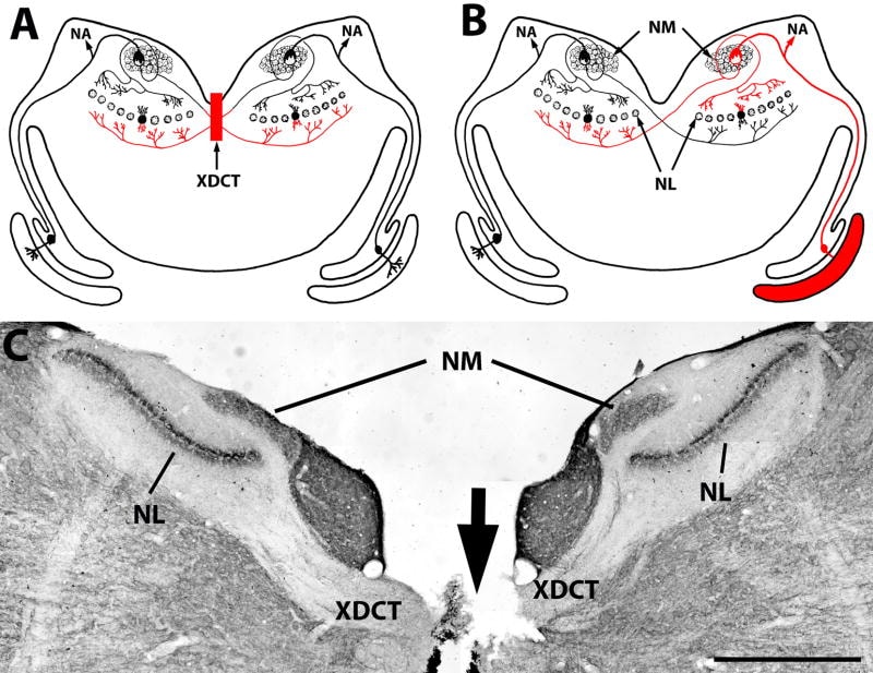 PMCA2 ATPase Antibody (PA1-915)