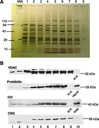 VDAC Antibody (PA1-954A)