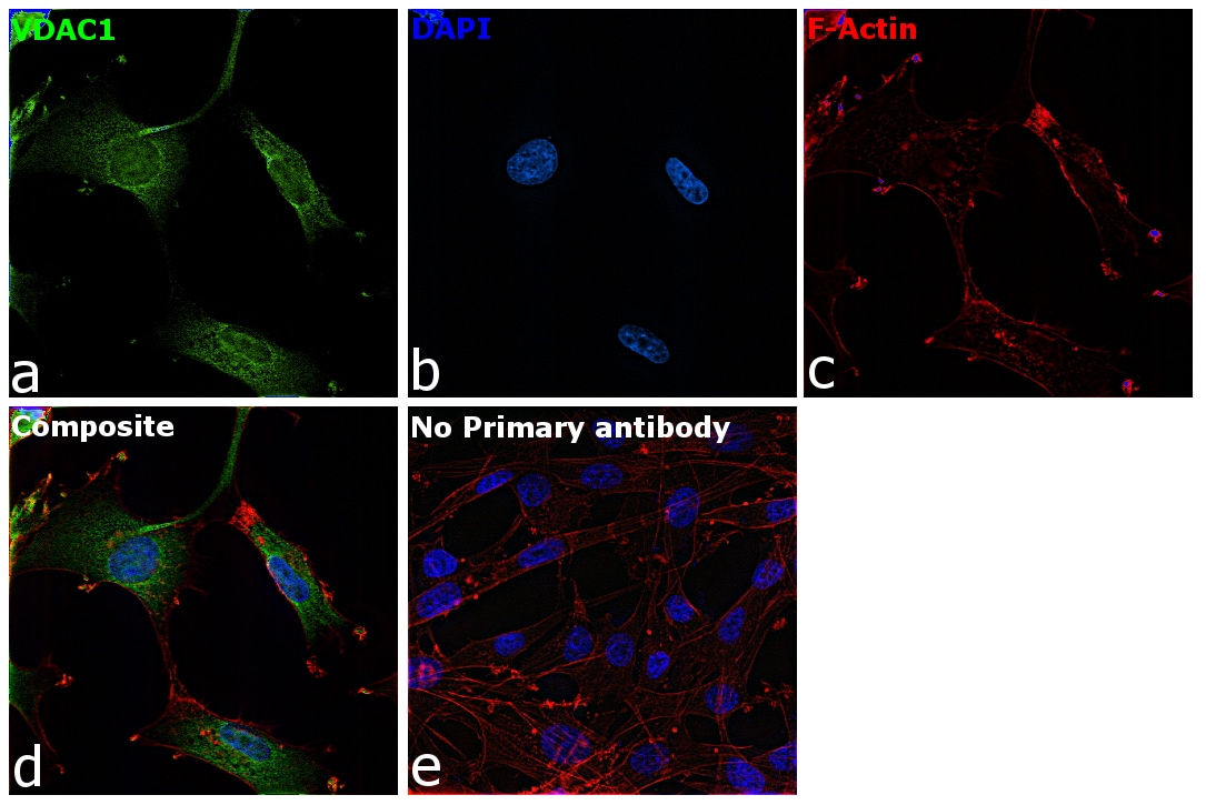 VDAC Antibody (PA1-954A)