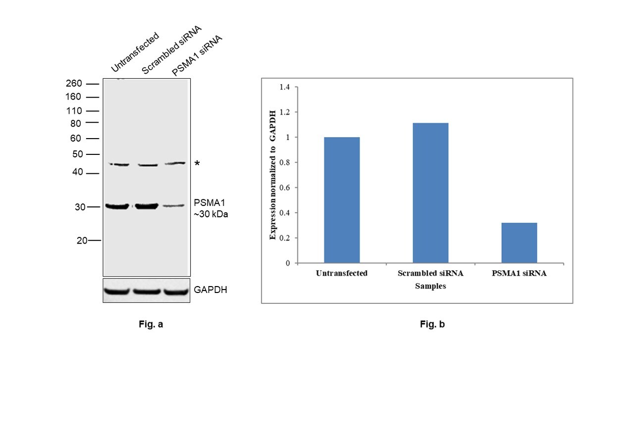 PSMA1 Antibody (PA1-963)