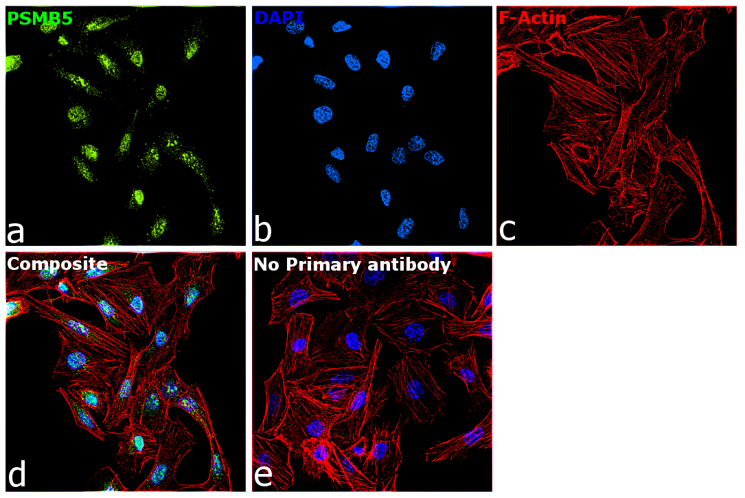PSMB5 Antibody (PA1-977)