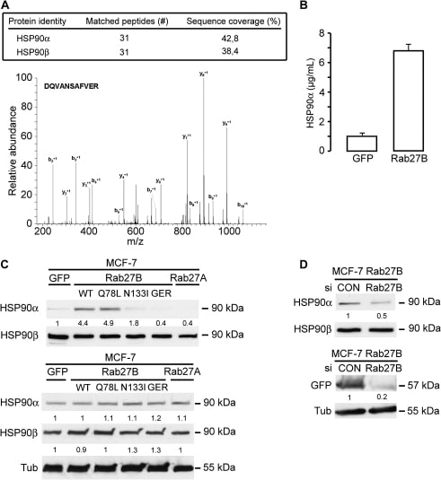 HSP90 alpha Antibody (PA3-013)