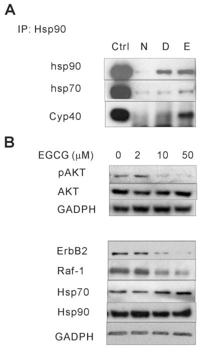 HSP90 alpha Antibody (PA3-013)