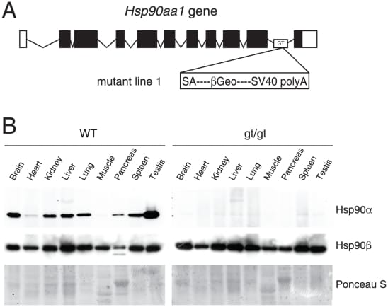 HSP90 alpha Antibody (PA3-013)