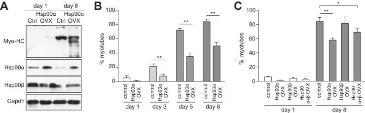HSP90 alpha Antibody (PA3-013)