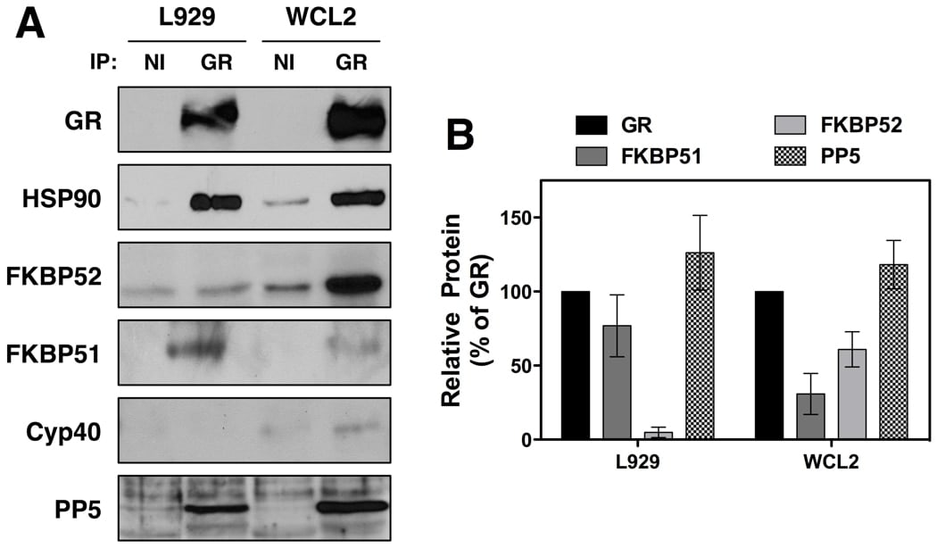 Cyclophilin 40 Antibody (PA3-022)