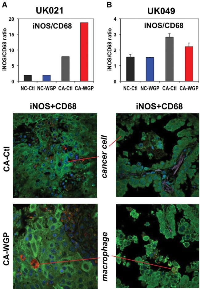 iNOS Antibody (PA3-030A)